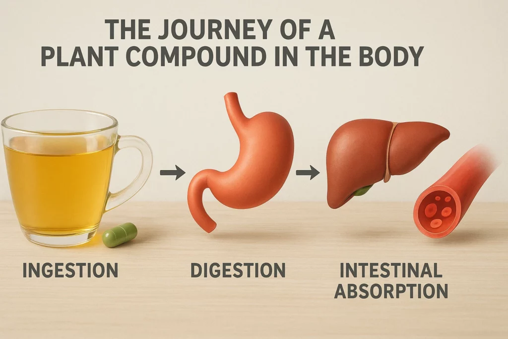 Why Bioavailability Boosts Plant-Based Medicines Effectiveness | Pharmakeia